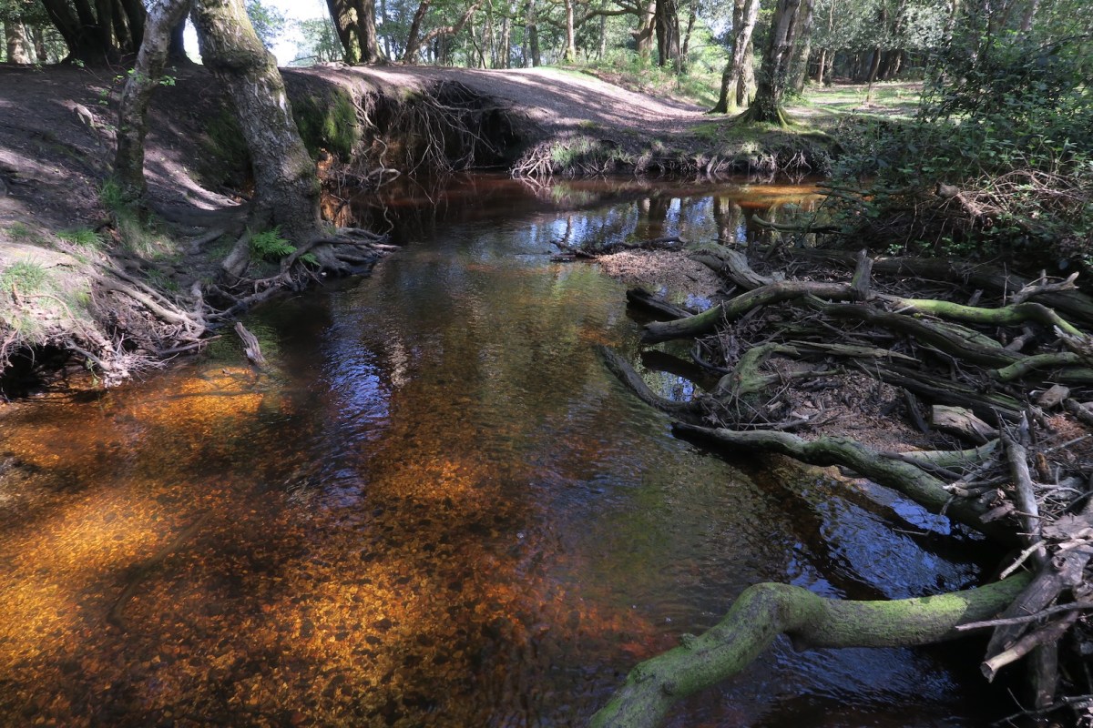 Along the Stream – New Forest Sounds