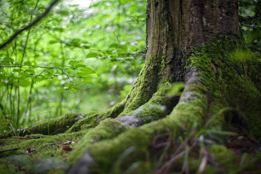 New Forest Sounds – Bringing the forest to you in sound