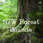 New Forest Sounds – Bringing the forest to you in sound